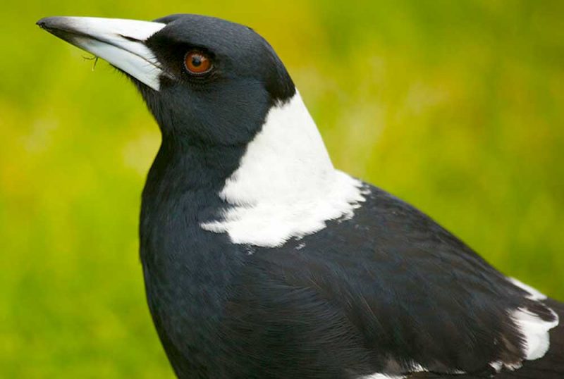 Aussie Backyard Bird Count: Local Residents To Take Part In “Citizen ...