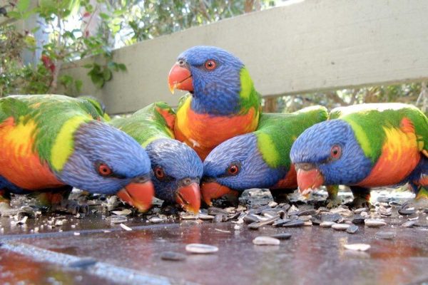 Aussie Backyard Bird Count: Local Residents To Take Part In “Citizen ...