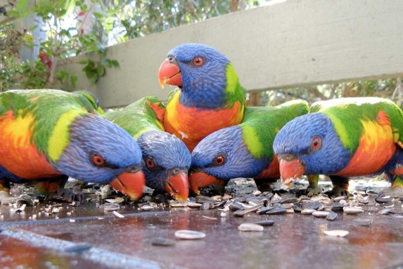 Aussie Backyard Bird Count: Local Residents To Take Part In “Citizen ...