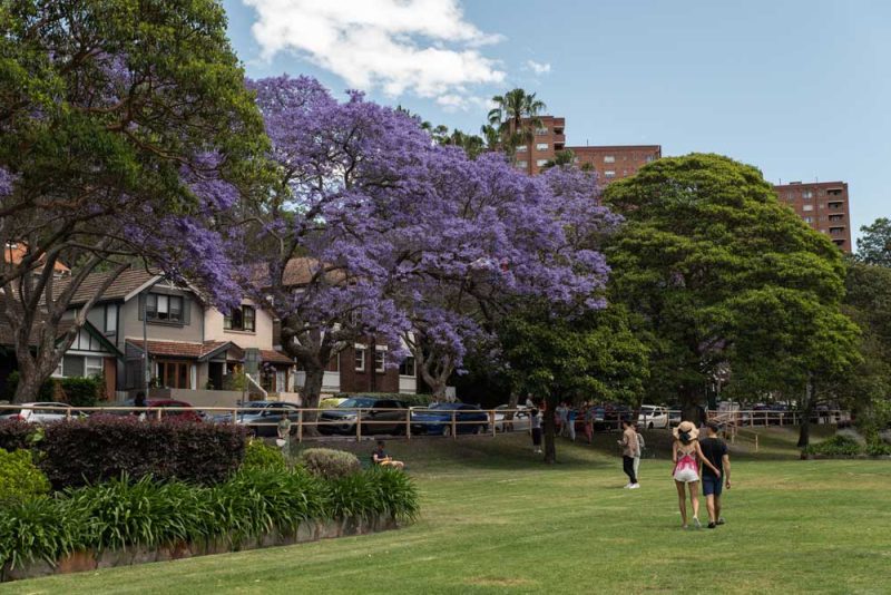 Our love affair with Jacarandas and where to see them on the lower ...