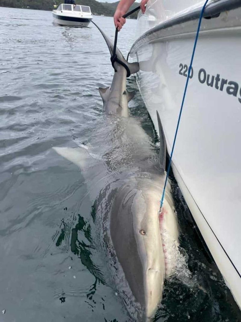 Exclusive Video: Mosman teenager hooks monster 2.8-metre bull shark in ...