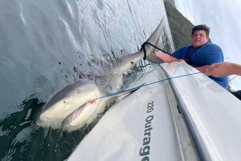 Exclusive Video: Mosman teenager hooks monster 2.8-metre bull shark in ...