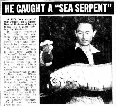 Flashback: In 1954, a terrifying “sea monster” was caught at Balmoral ...