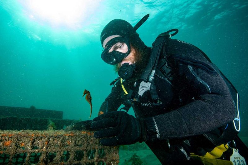 Hundreds of baby seahorses released into Chowder Bay and this is the ...