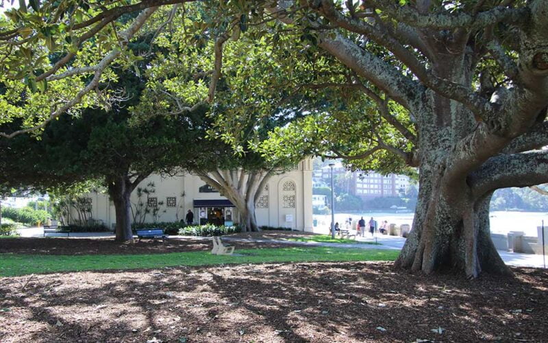 Local Outrage: Tree vandals drill and poison NINE iconic fig trees on ...