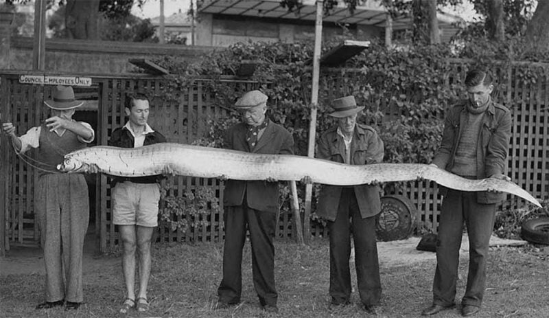 Flashback: In 1954, a terrifying “sea monster” was caught at Balmoral ...