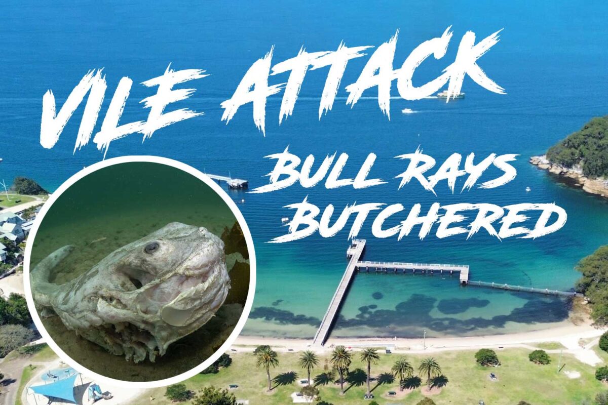 Sickening and Cruel: Butchered Chowder Bay Bull Rays spark fierce ...