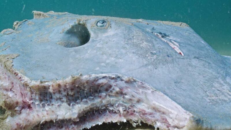 Sickening and Cruel: Butchered Chowder Bay Bull Rays spark fierce ...