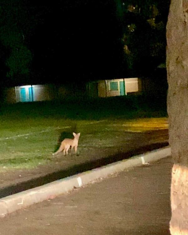Rising numbers of neighbourhood fox sightings on lower north shore ...