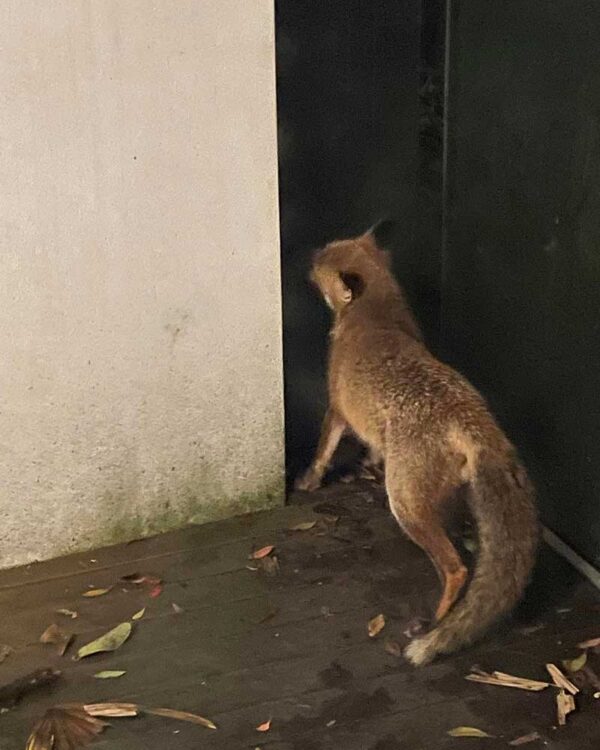 Rising numbers of neighbourhood fox sightings on lower north shore ...
