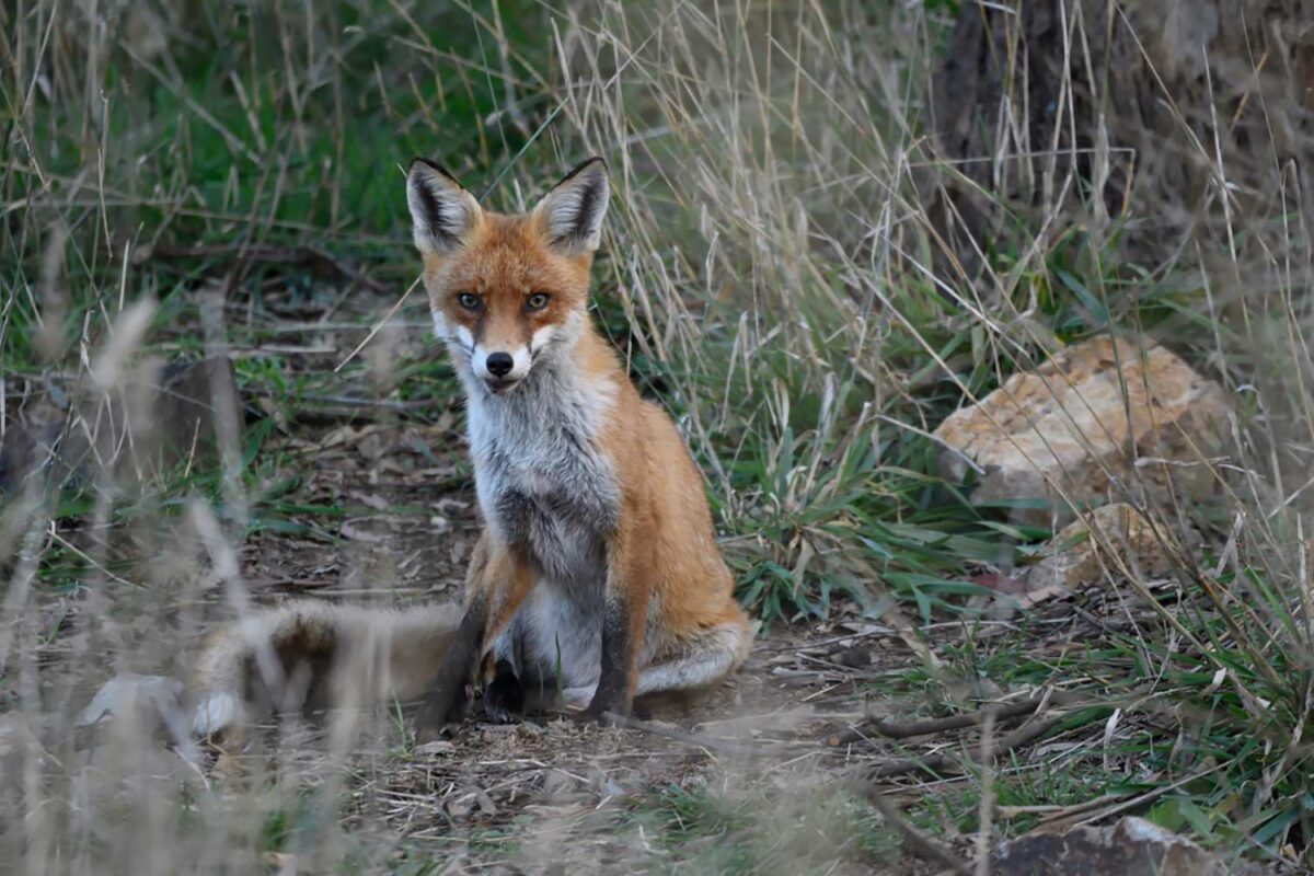 Rising numbers of neighbourhood fox sightings on lower north shore ...