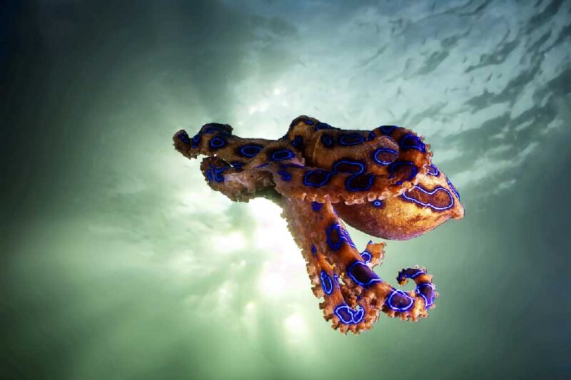 Urgent warning: “Multiple” blue ringed octopus reports at Balmoral ...