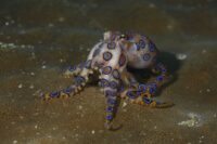 Urgent warning: “Multiple” blue ringed octopus reports at Balmoral ...