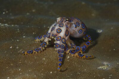 Urgent warning: “Multiple” blue ringed octopus reports at Balmoral ...