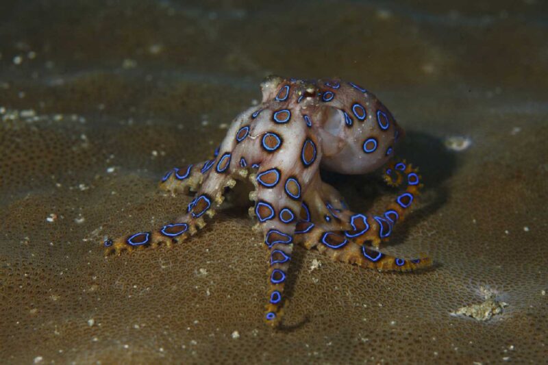 Urgent warning: “Multiple” blue ringed octopus reports at Balmoral ...