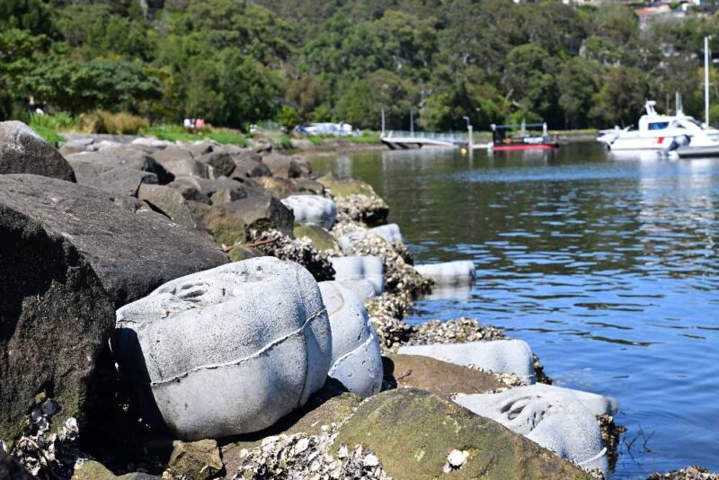 Mosman marine life gets a major boost in world first at Spit West Reserve. - Mosman Collective