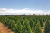 Where to buy a real Christmas tree in Mosman, Neutral Bay, North Sydney and Cammeray. - Mosman ...